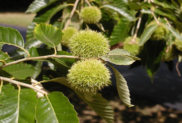 Ohio Nut Growers Association (ONGA) Pictures