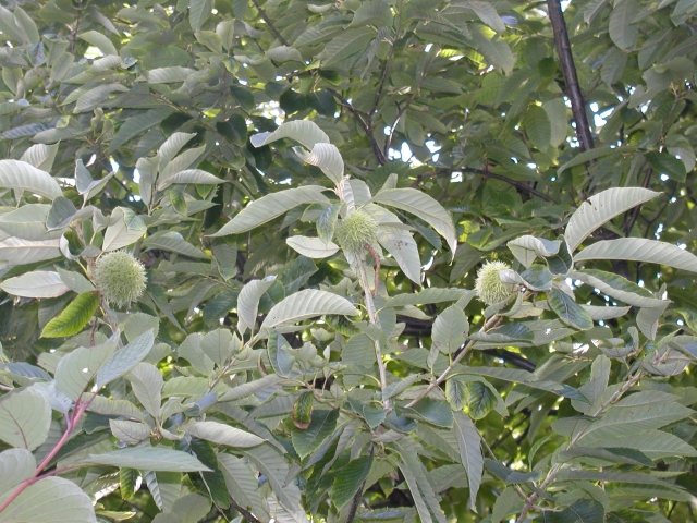 Ohio Nut Growers Association (ONGA) Pictures
