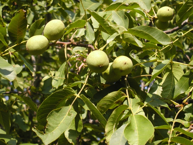 Ohio Nut Growers Association (ONGA) Pictures