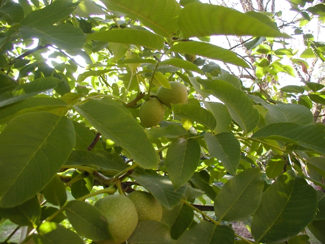 Ohio Nut Growers Association (ONGA) Pictures