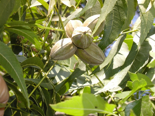 Ohio Nut Growers Association (ONGA) Pictures