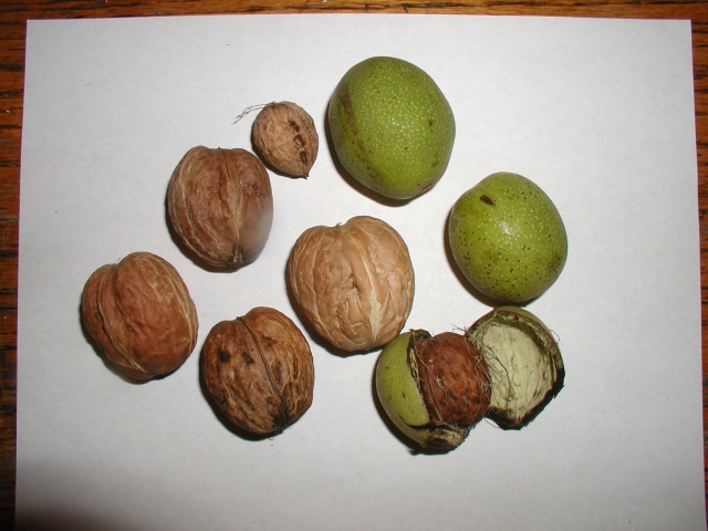 Ohio Nut Growers Association (ONGA) Pictures