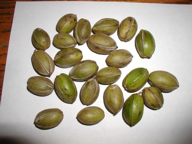 Ohio Nut Growers Association (ONGA) Pictures