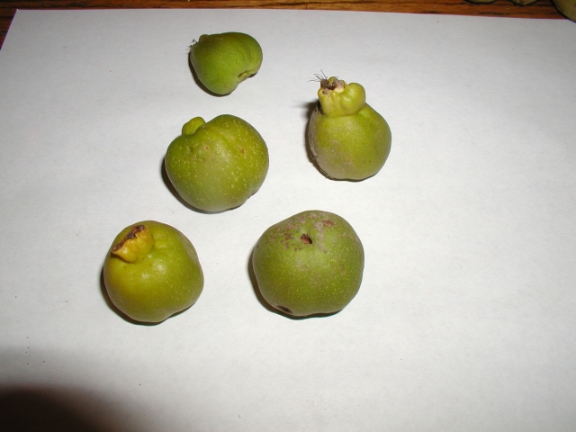 Ohio Nut Growers Association (ONGA) Pictures
