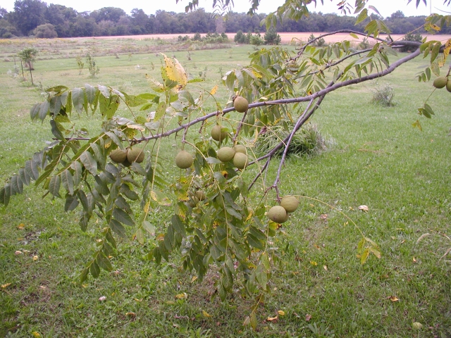 Ohio Nut Growers Association (ONGA) Pictures