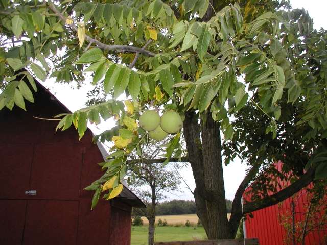 Ohio Nut Growers Association (ONGA) Pictures