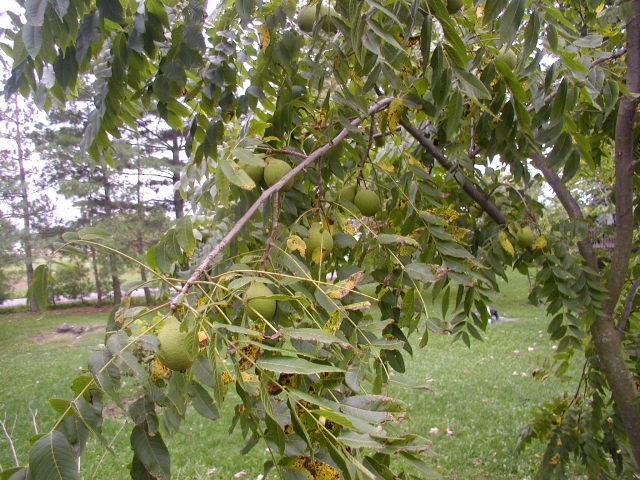 Ohio Nut Growers Association (ONGA) Pictures